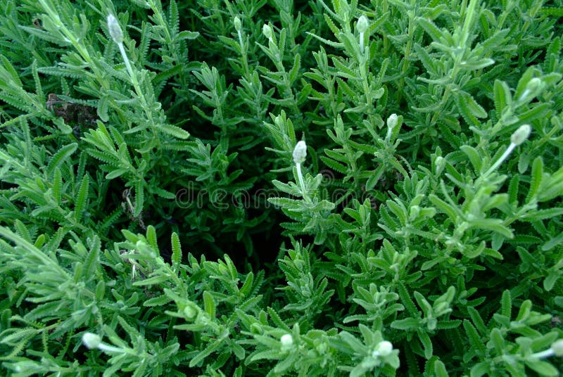Hojas de la lavanda imagen de archivo. Imagen de interno - 28060015