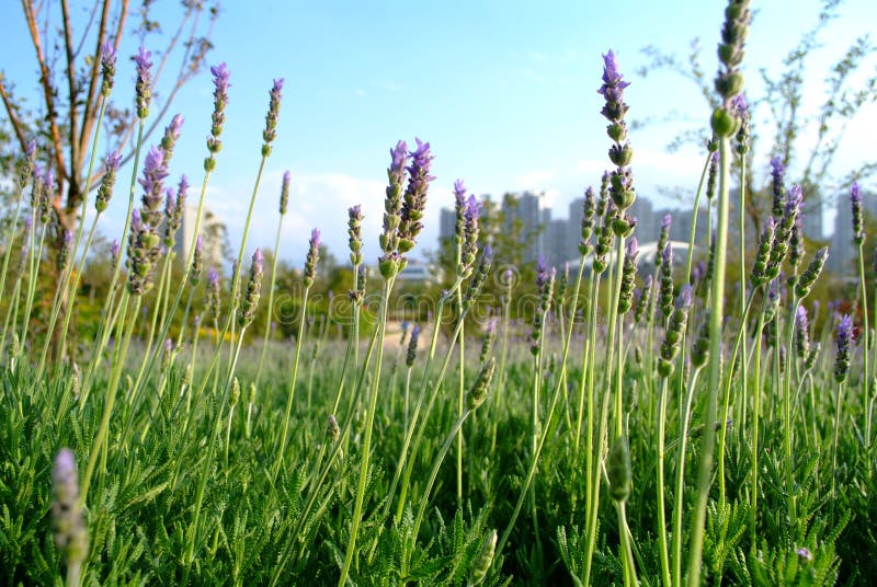 Hojas de la lavanda imagen de archivo. Imagen de interno - 28615193