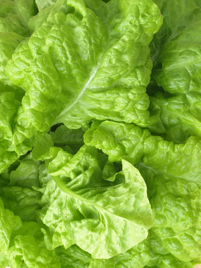 Hojas de la lechuga foto de archivo. Imagen de alimento - 25284508