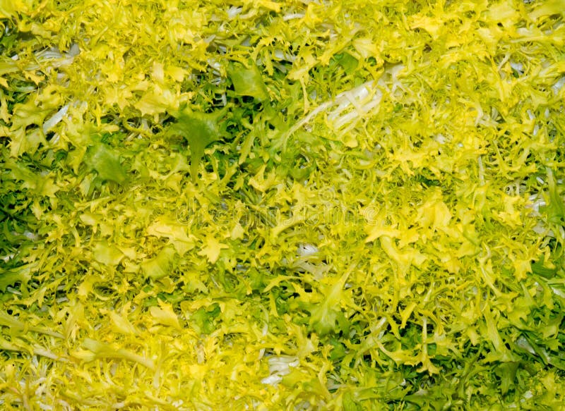 Hojas De La Lechuga De La Endibia Imagen de archivo - Imagen de fresco ...