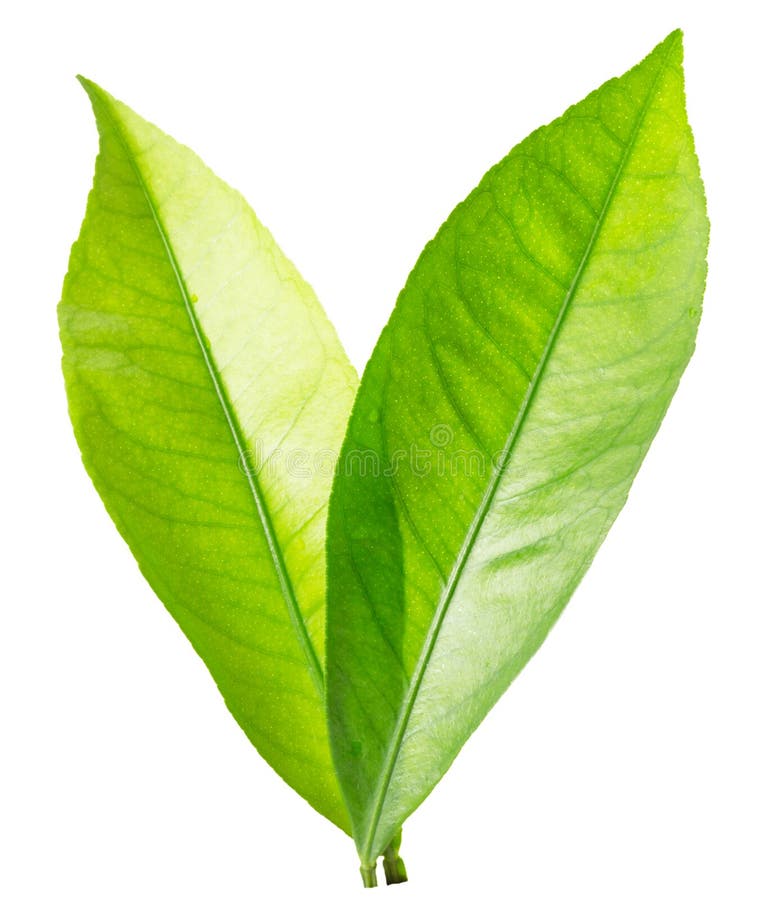 Hojas De La Naranja Aisladas En El Fondo Blanco Foto de archivo ...