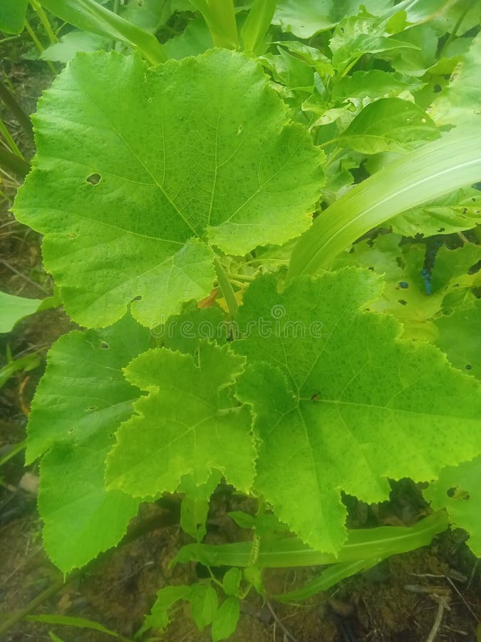 Hojas De La Planta De Chayote Imagen de archivo - Imagen de prospecto ...