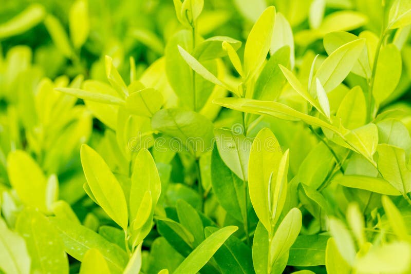 Hojas De La Planta De La Coca Imagen de archivo - Imagen de color ...