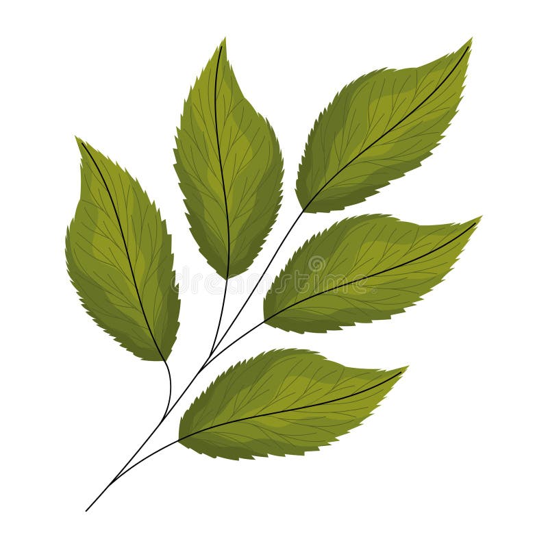 Hojas de lanceolado verdes ilustración del vector. Ilustración de ...