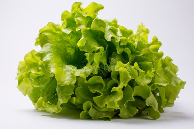 Hojas De Lechuga Rizada Verde. Foto de archivo - Imagen de exuberante ...