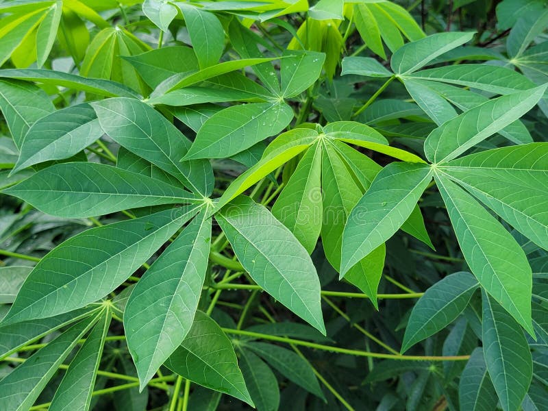 Hojas De Mandioca Verde En El árbol De Mandioca Imagen de archivo ...