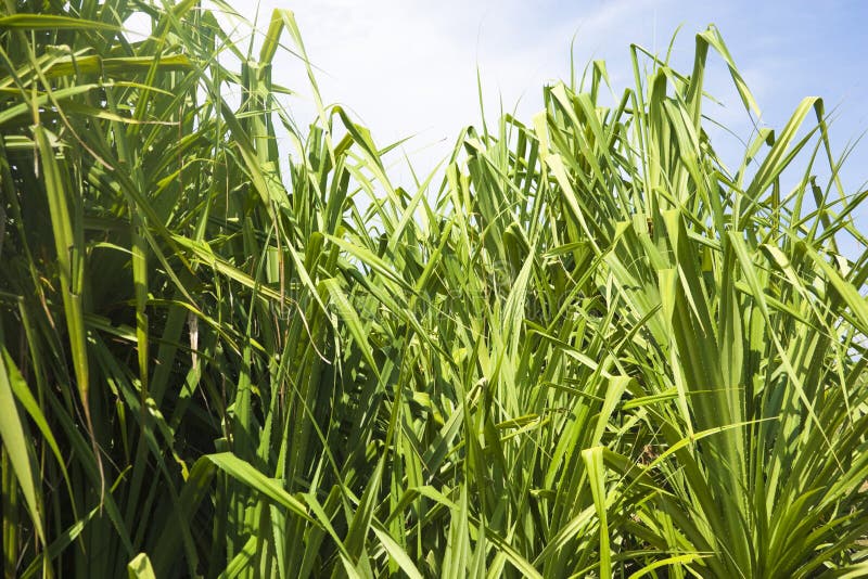 Hojas de Mengkuang imagen de archivo. Imagen de hoja - 14298771