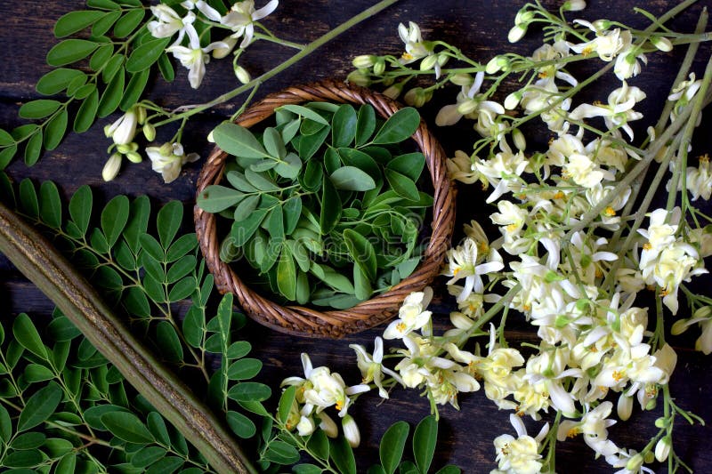 La Flor De Moringa Es Un Polen Interior Blanco Y Amarillo Imagen de ...