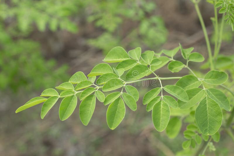Hojas De Moringa - Moringa Oleifera Foto de archivo - Imagen de hierba ...