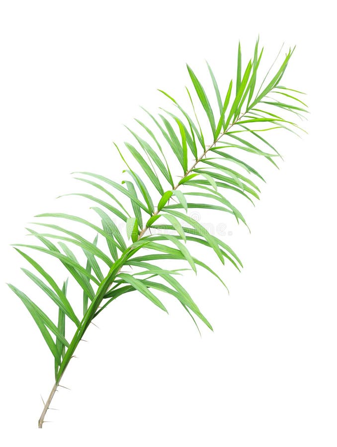 Hojas De Palma De La Rota Aisladas Foto de archivo - Imagen de desierto ...