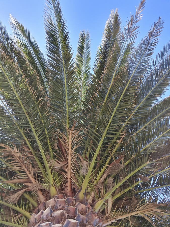 Hojas de palmera imagen de archivo. Imagen de ramificaciones - 192678329