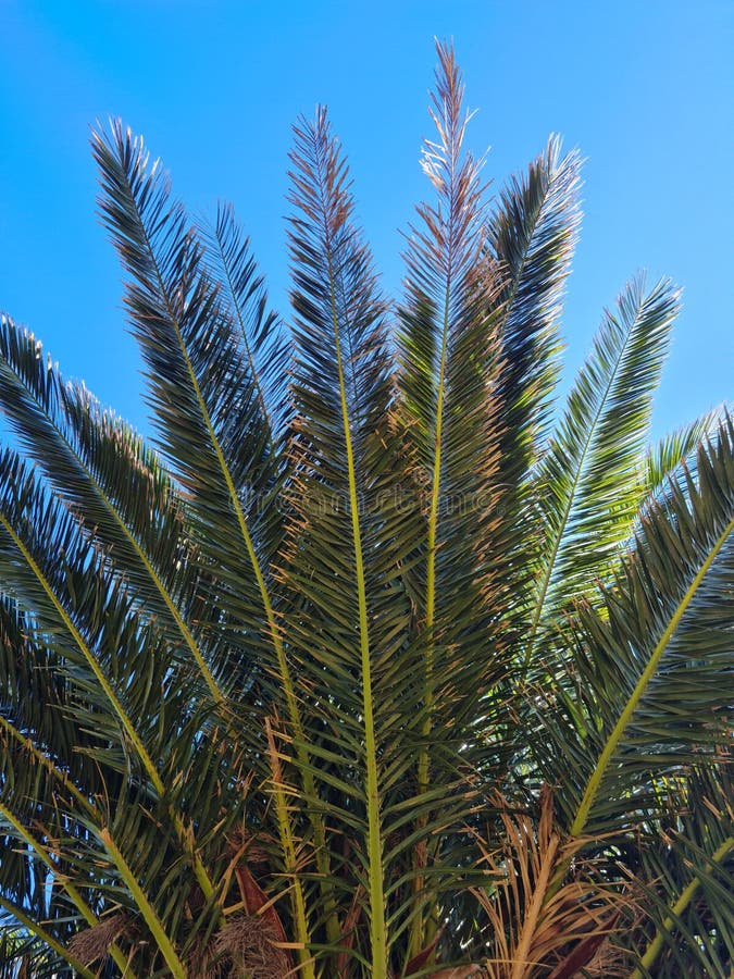 Hojas de palmera imagen de archivo. Imagen de calma - 192678777