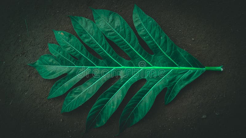 Hojas de pan imagen de archivo. Imagen de hojas, forma - 264573307