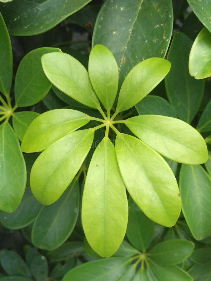 Hojas De Planta De Color Verde Imagen de archivo - Imagen de planta ...