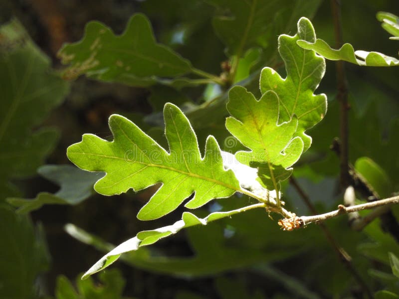 Hoja De Arbol En Dibujo Fotos de stock - Fotos libres de regalías de ...