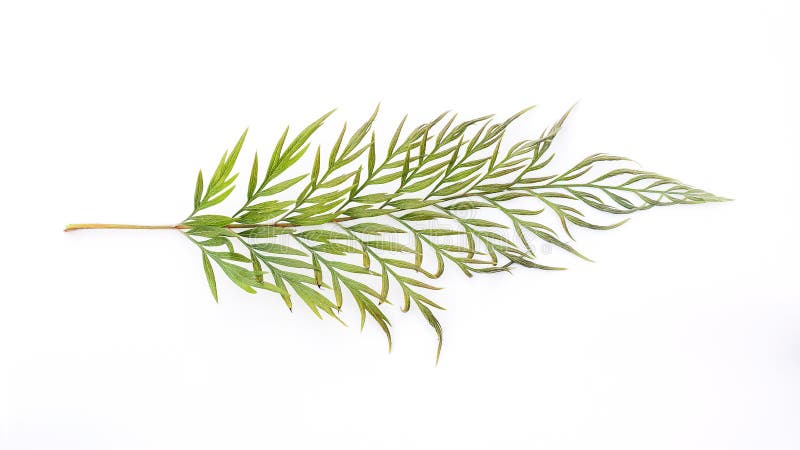 Hojas De Roble Plateado Sobre Fondo Blanco Imagen de archivo - Imagen ...