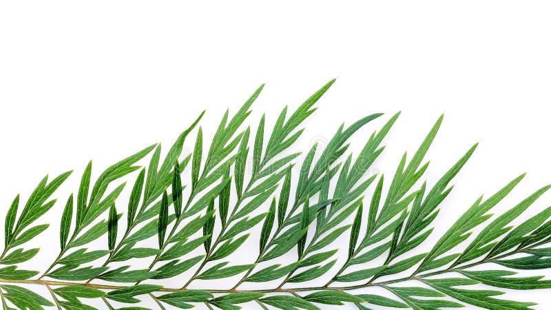 Hojas De Roble Plateado Sobre Fondo Blanco Imagen de archivo - Imagen ...