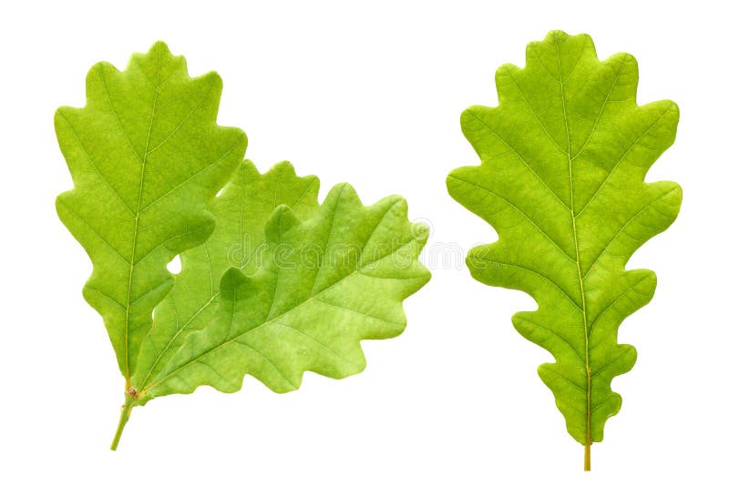 Hojas De Roble Verde Aisladas En Fondo Blanco Foto de archivo - Imagen de roble, primer: 178976160