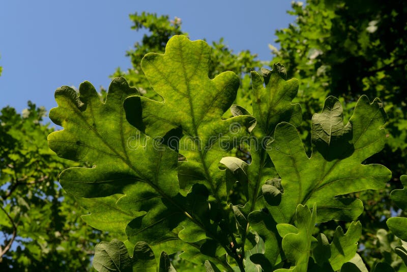 Hojas De Roble Verde Cerradas Foto de archivo - Imagen de deciduo ...