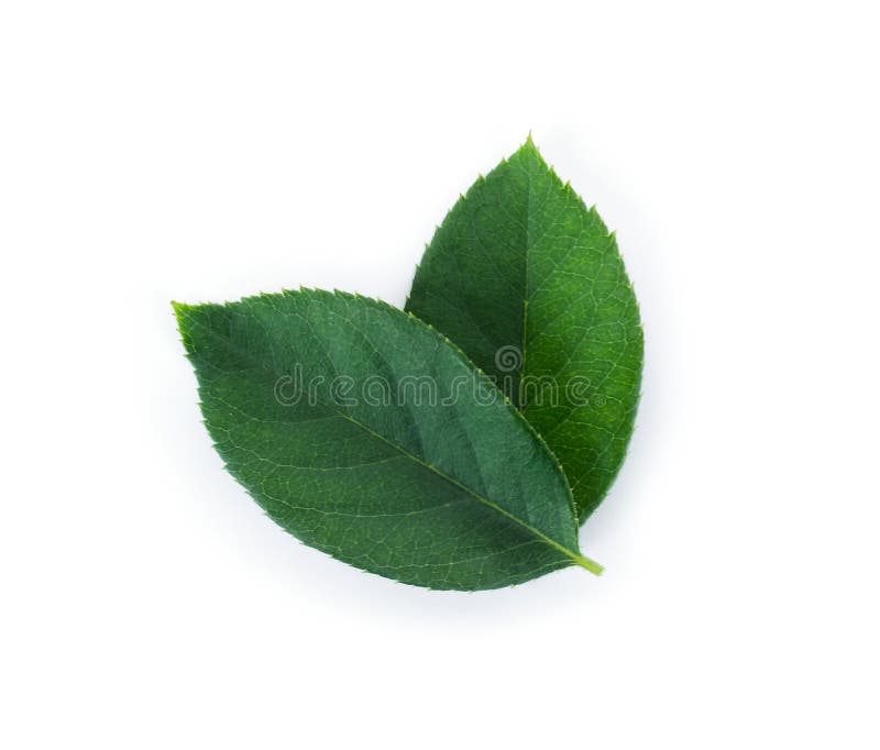 Hojas De Rosa Sobre Fondo Blanco Foto de archivo - Imagen de flor, cubo ...