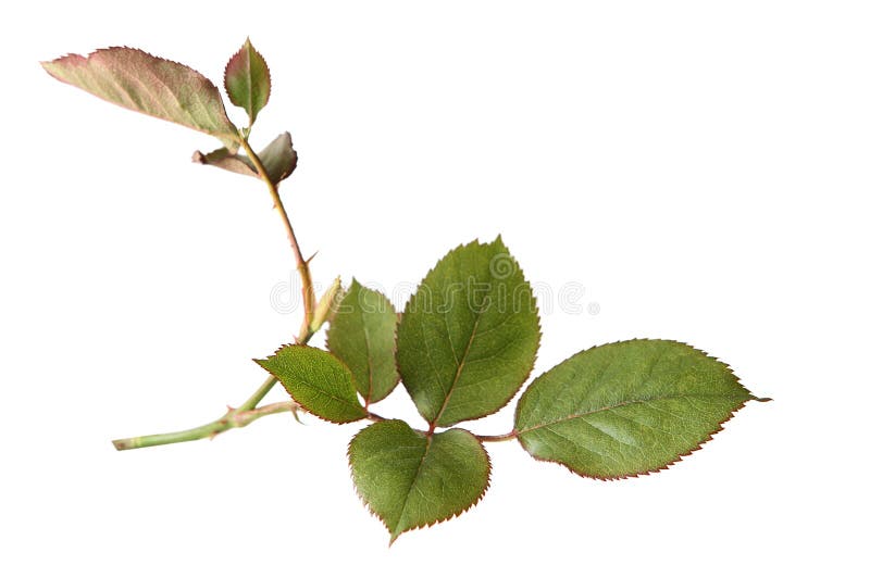 Hojas de Rose foto de archivo. Imagen de parque, vida - 5297258