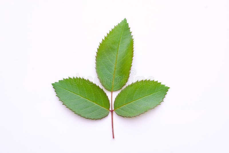 Hojas De Rosa Roja Con Gotas De Lluvia En Hojas De Rosa De Fondo ...