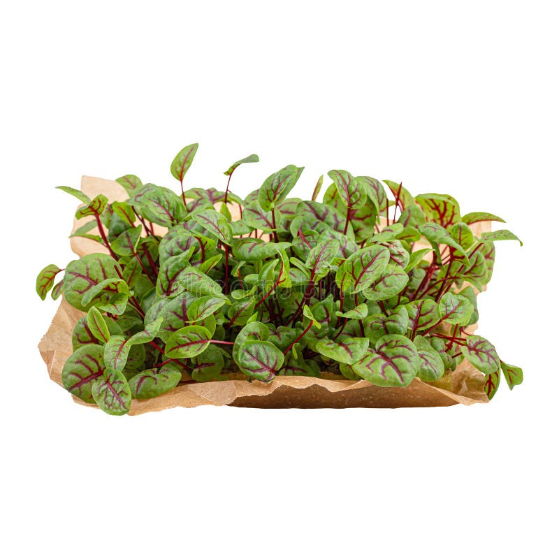 Hojas De Sorrel De Microverde Rojo Imagen de archivo - Imagen de verde ...