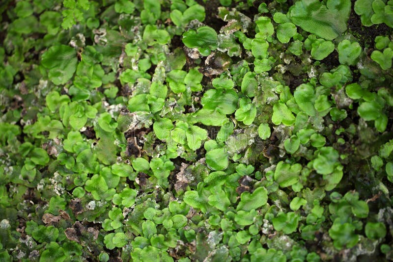 Hojas De Un Liverwort Del Thallose Foto de archivo - Imagen de hoja ...