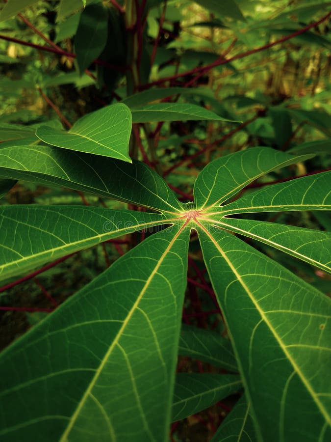 Hojas de yuca verde foto de archivo. Imagen de hojas - 218976896