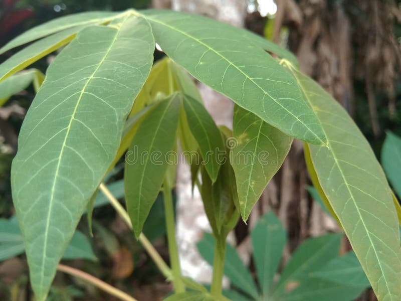 Hojas De Yuca Verde Brillante Imagen de archivo - Imagen de hoja ...