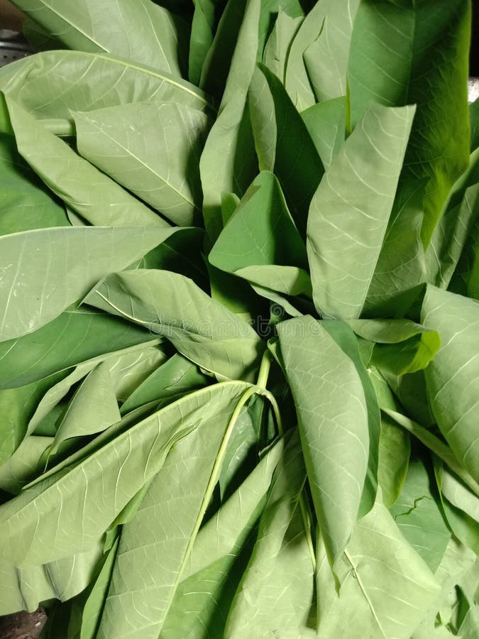 Hojas De Yuca Verde Que Han Empezado a Marchitarse Foto de archivo ...