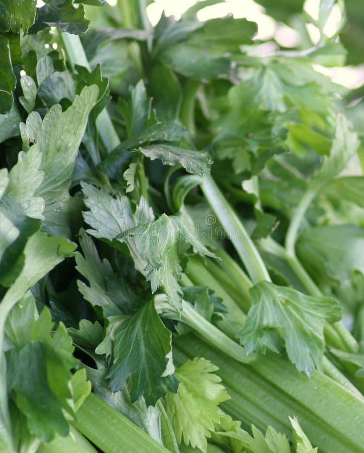 Hojas del apio foto de archivo. Imagen de dulce, hojas - 2563916