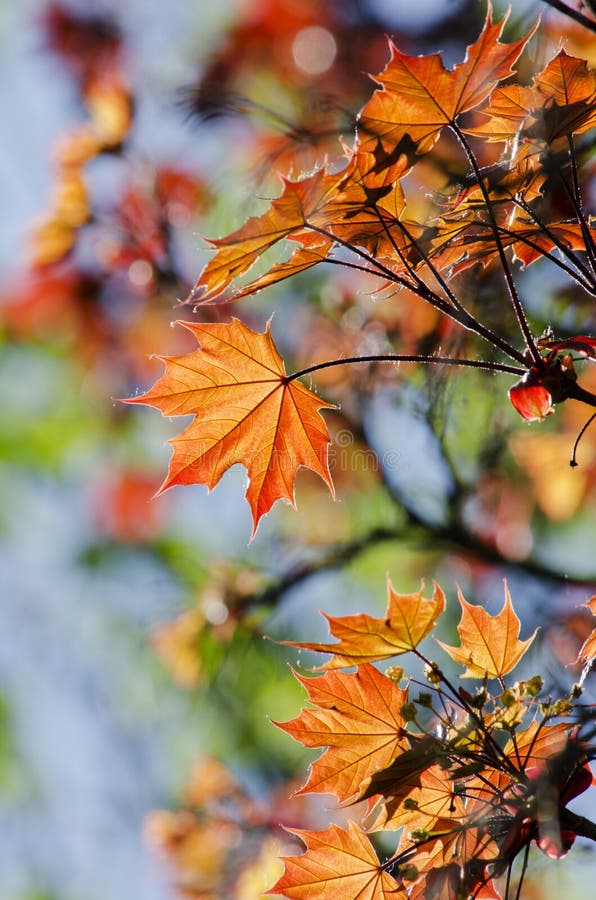 Hojas del arce imagen de archivo. Imagen de hoja, arce - 24657683