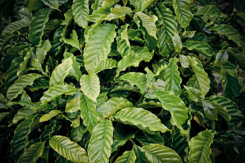 Hojas del café del árbol imagen de archivo. Imagen de verde - 57514525