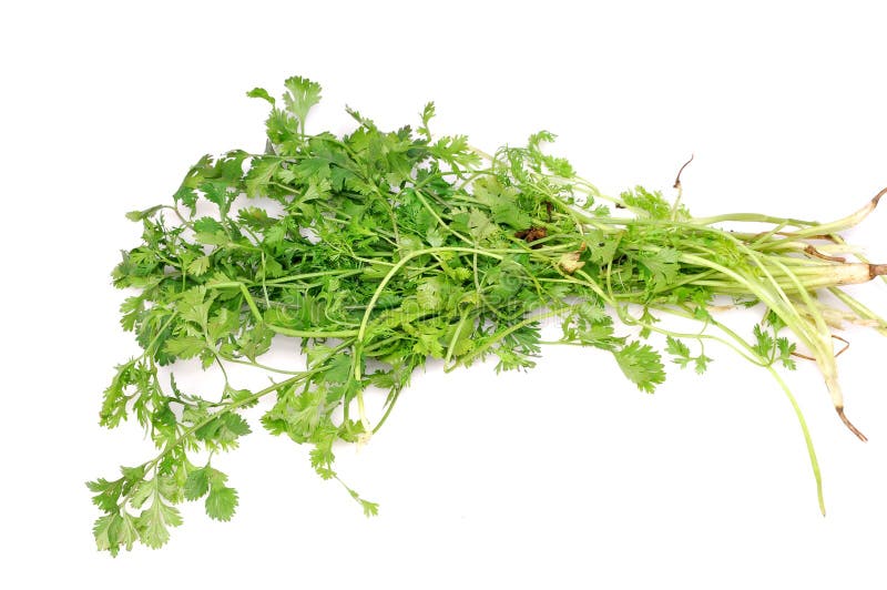 Hojas del coriandro imagen de archivo. Imagen de alimento - 8895199