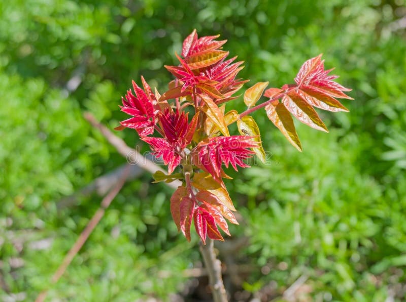 Hojas del ?rbol imagen de archivo. Imagen de rayos, bosque - 145981999