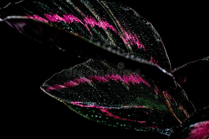 Hojas Del Rosa Del Houseplant Del Calathea, Foto de archivo - Imagen de ...