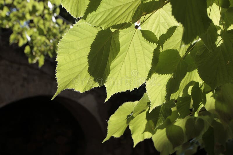 Hoja Verde Del Tilo Hecha Excursionismo Por El Sol Imagen de archivo ...