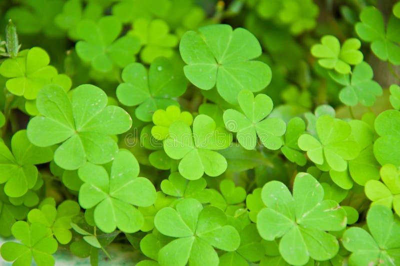 Plantaciones De Sojne Tree Moringa Oleifera Imagen de archivo - Imagen ...