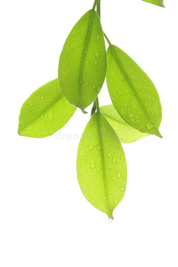 Hojas del verde imagen de archivo. Imagen de verde, parque - 25946035