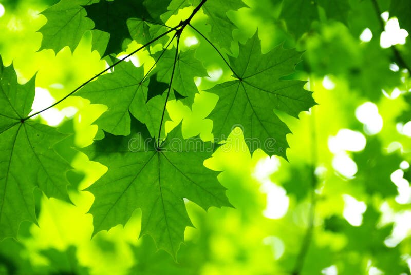 Hojas del verde imagen de archivo. Imagen de plantas, verano - 5501397