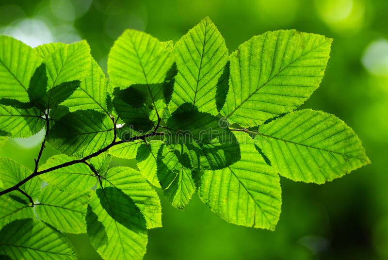 Hojas del verde foto de archivo. Imagen de ambiente, ramificaciones ...