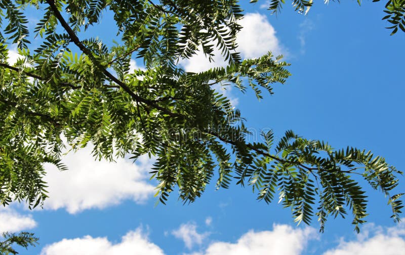 Hojas del verde imagen de archivo. Imagen de hoja, peinado - 75538267