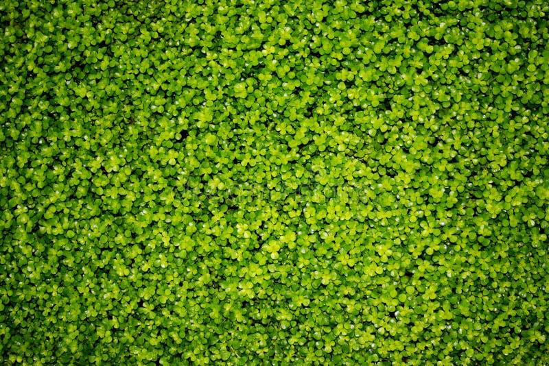 Hojas del verde - textura imagen de archivo. Imagen de fondo - 15030119