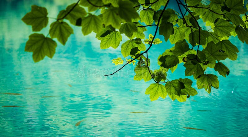 Hojas Del Verde Y Lago De La Turquesa Foto de archivo - Imagen de ...