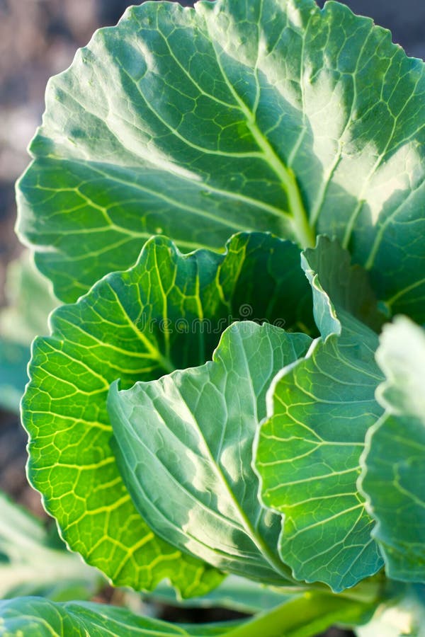 Hojas frescas de la col imagen de archivo. Imagen de plantar - 23860263