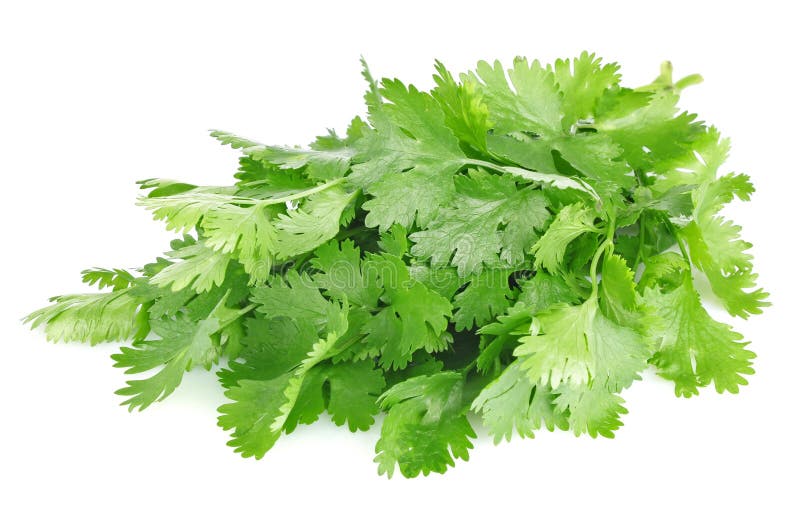 124,518 Cilantro Fotos de stock - Fotos libres de regalías de Dreamstime