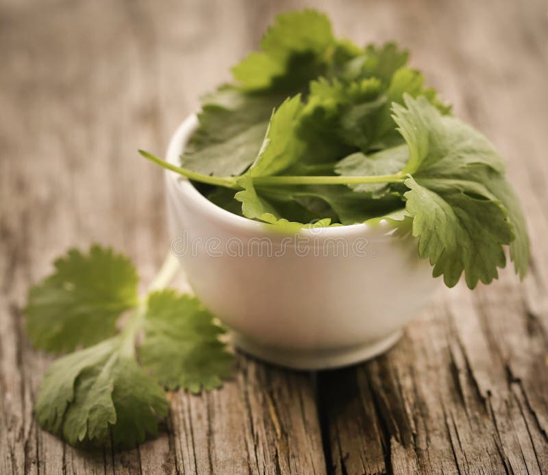 Hojas Frescas Del Coriandro Imagen de archivo - Imagen de fondo ...