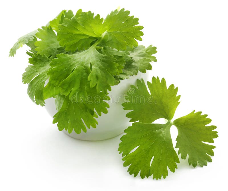Hojas Frescas Del Coriandro Imagen de archivo - Imagen de salud, hierba ...