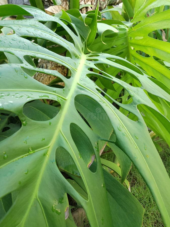 Hojas gigantes monstera foto de archivo. Imagen de hojas - 268983570